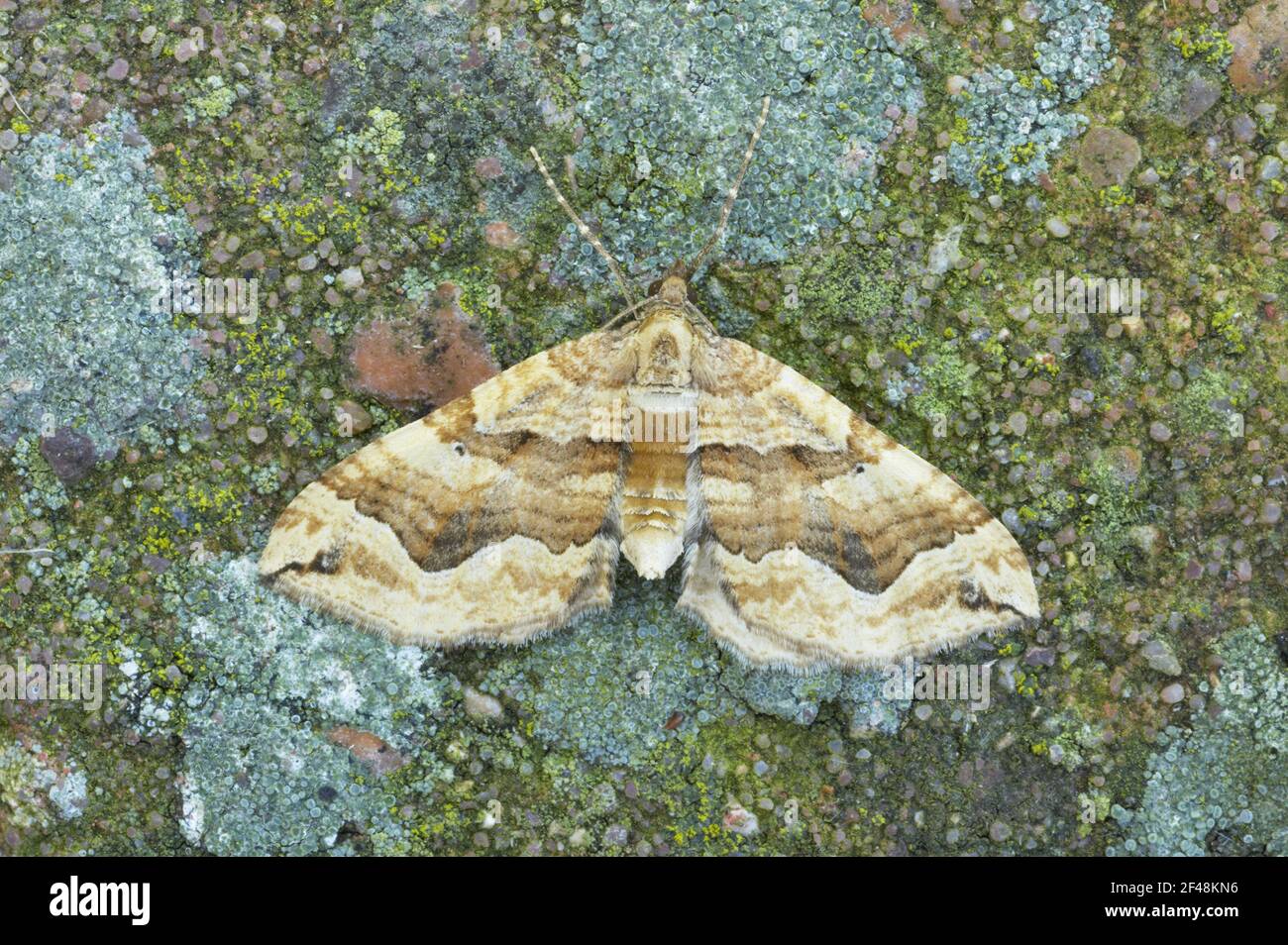 Dark spinach moth hi-res stock photography and images - Alamy