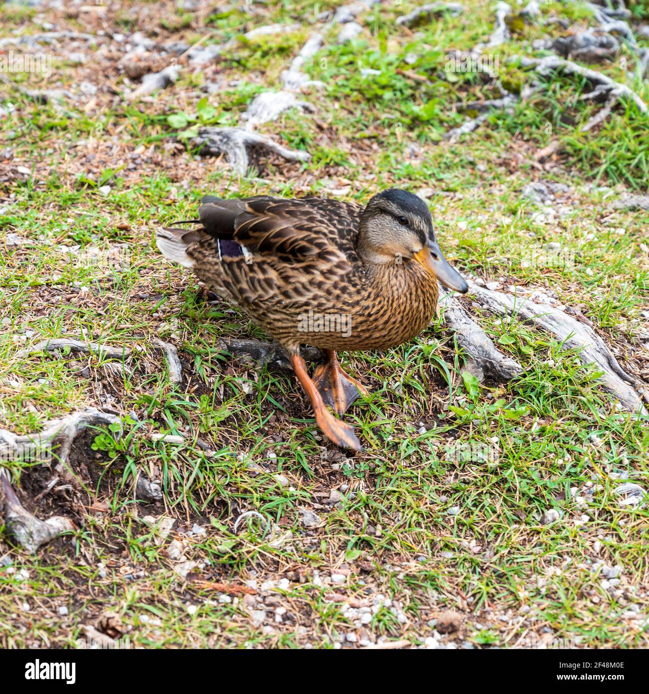 A high angle shot of a brown duck on a grassy ground Stock Photo - Alamy