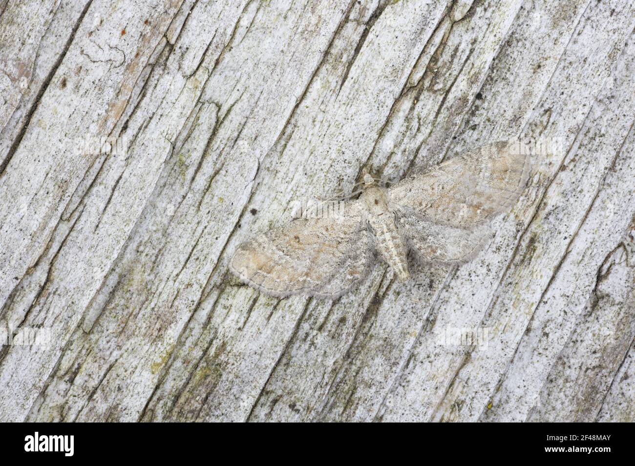 Plain pug moth hi-res stock photography and images - Alamy