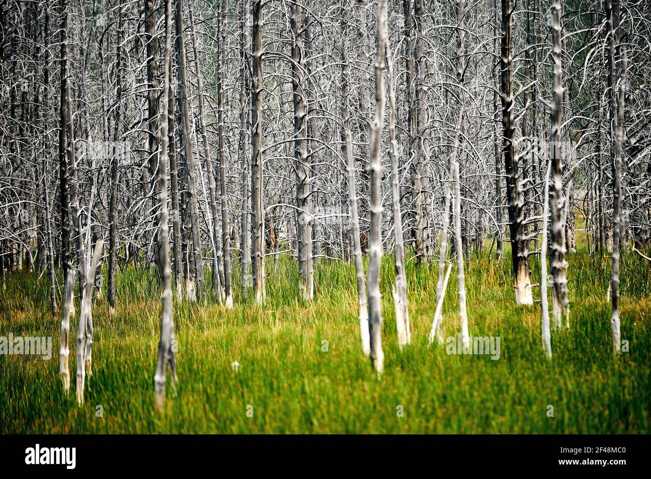 A scenic shot of birch trees in Yellowstone National Park, Wyoming USA ...