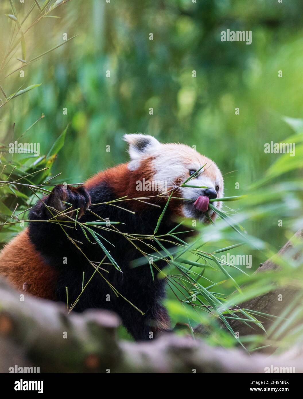 Red panda eating bamboo hi-res stock photography and images - Alamy