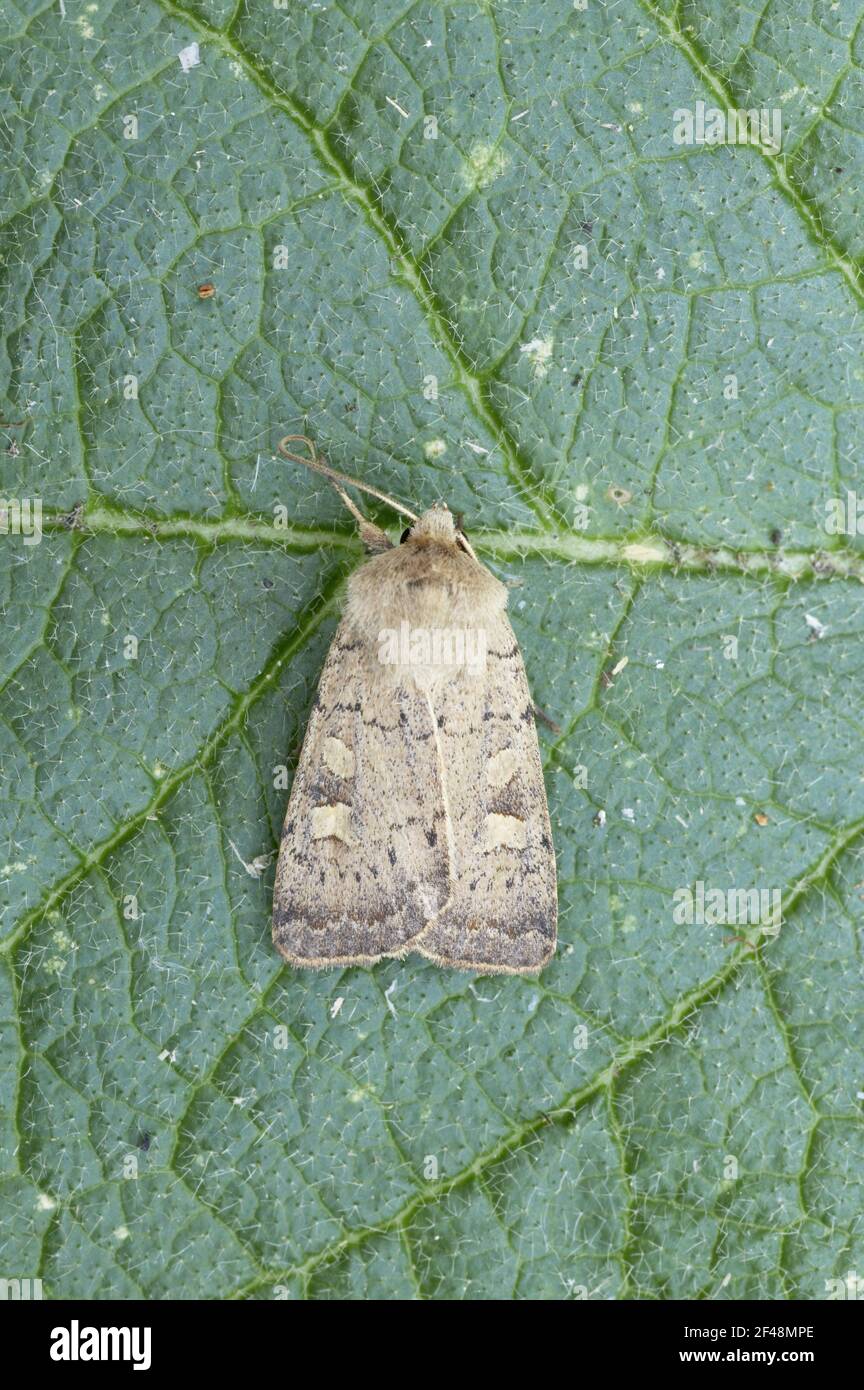 Square Spot Rustic Moth Amathes xanthographa Essex, UK IN000705 Stock ...