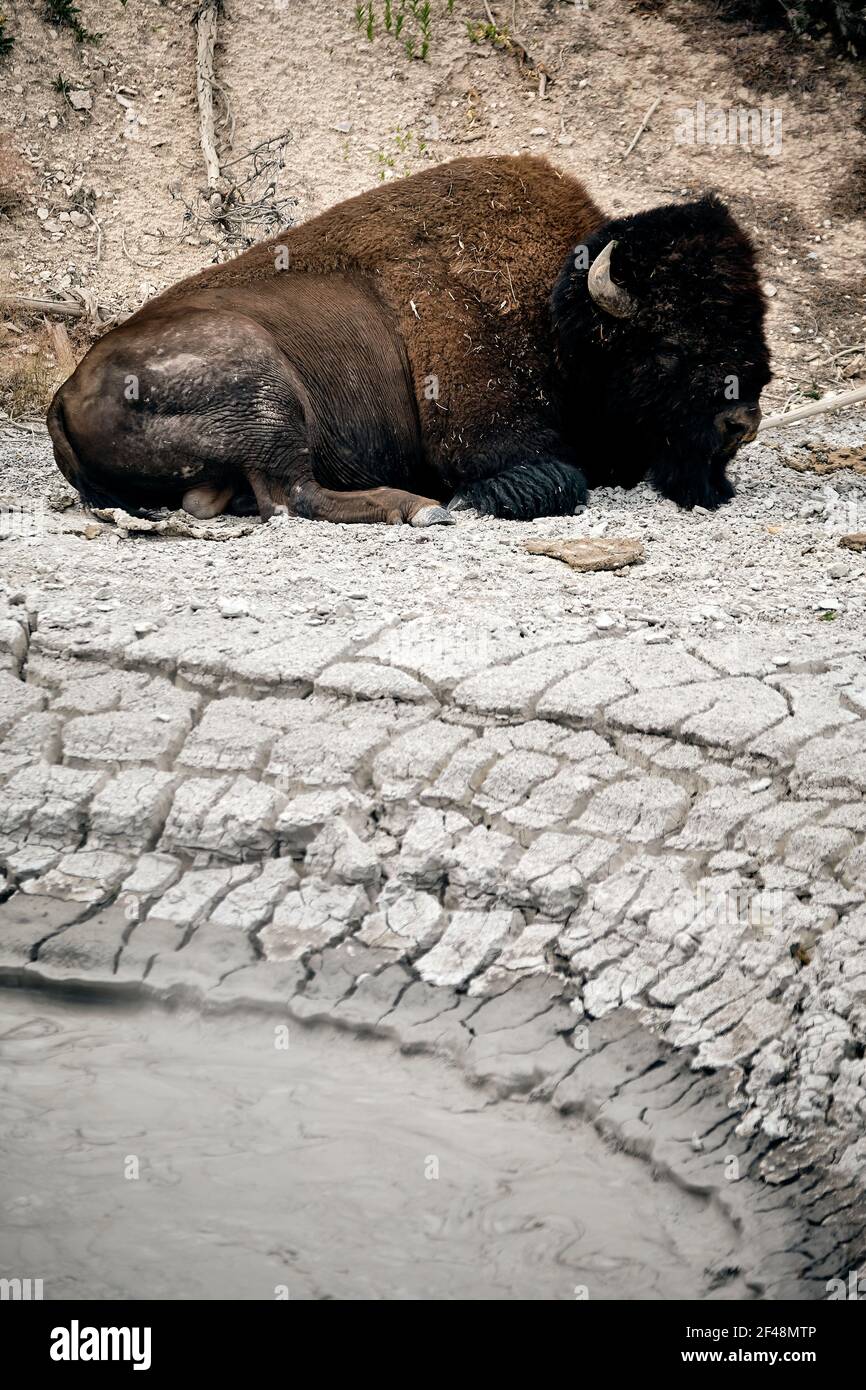 A vertical shot of a furry buffalo in Yellowstone National Park ...