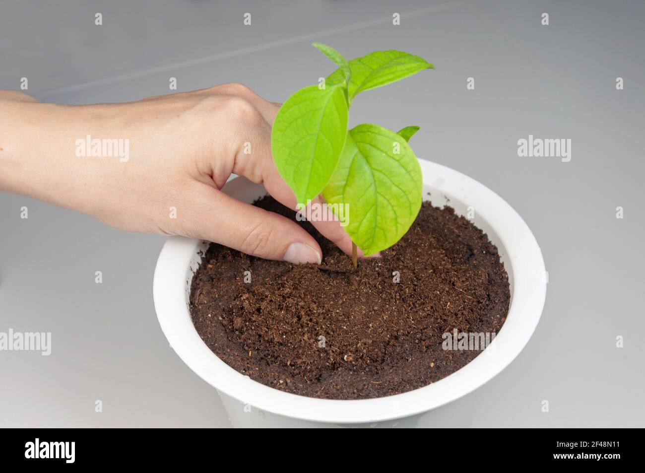 Person holding tree sapling hi-res stock photography and images - Alamy