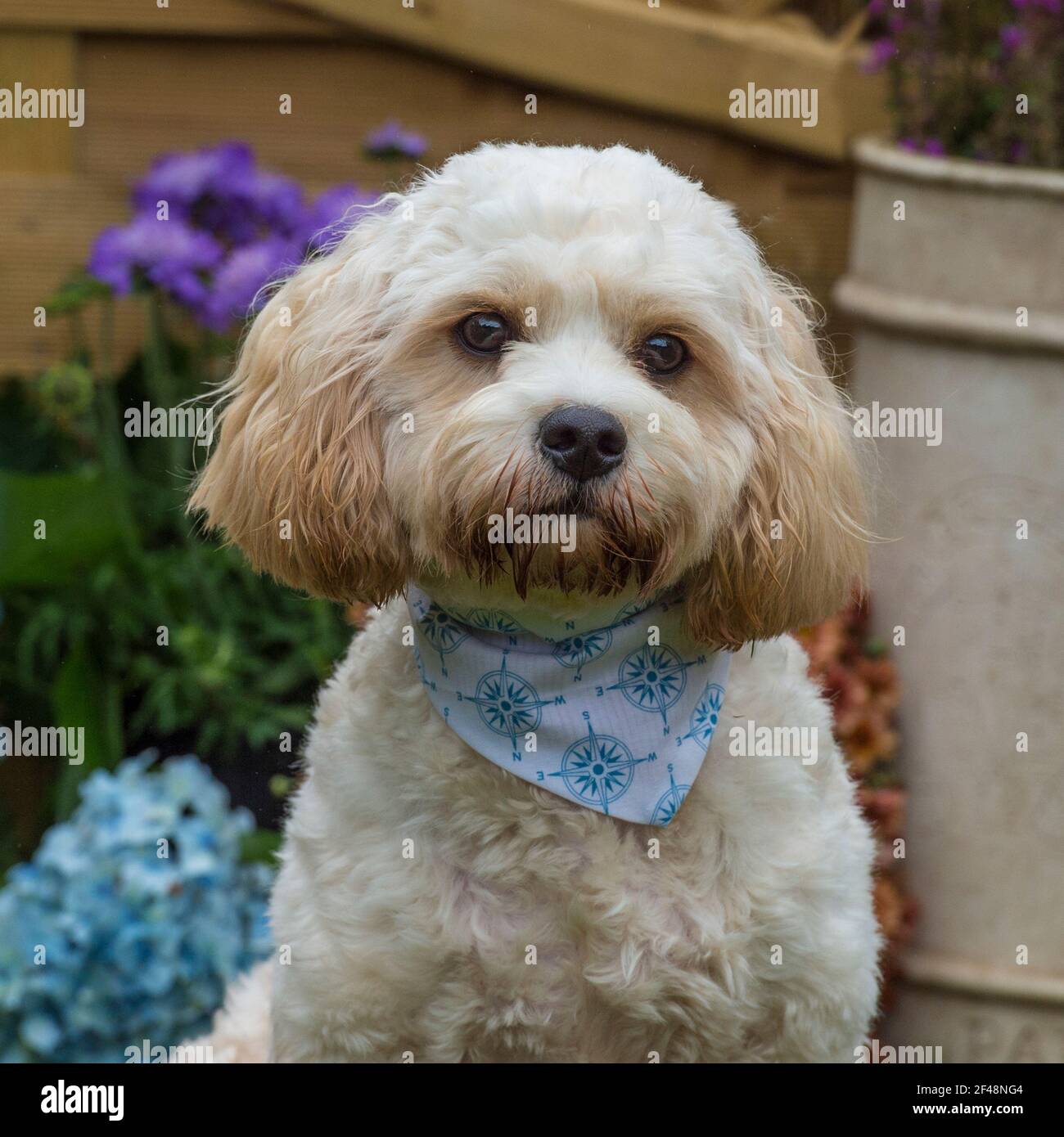Cavapoo standing hi-res stock photography and images - Alamy