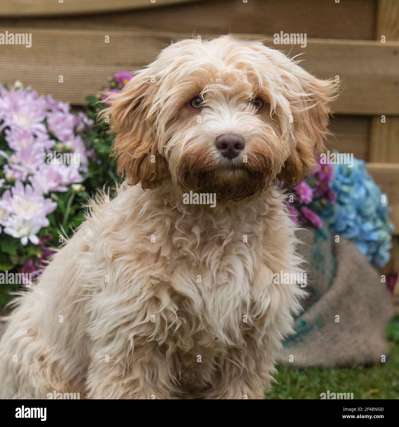 Cute cavapoo puppy hi-res stock photography and images - Alamy