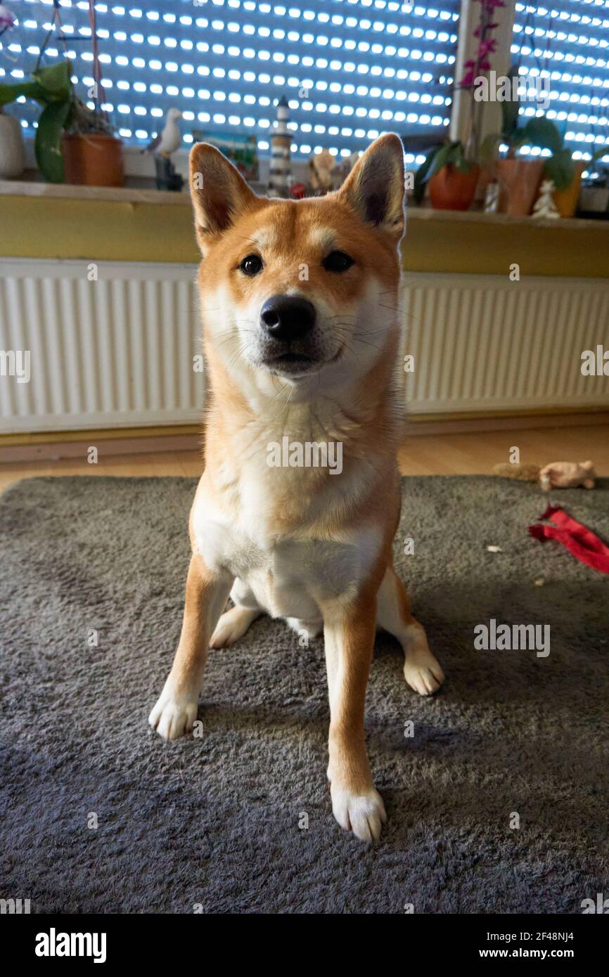 Grey Shiba Inu Puppies