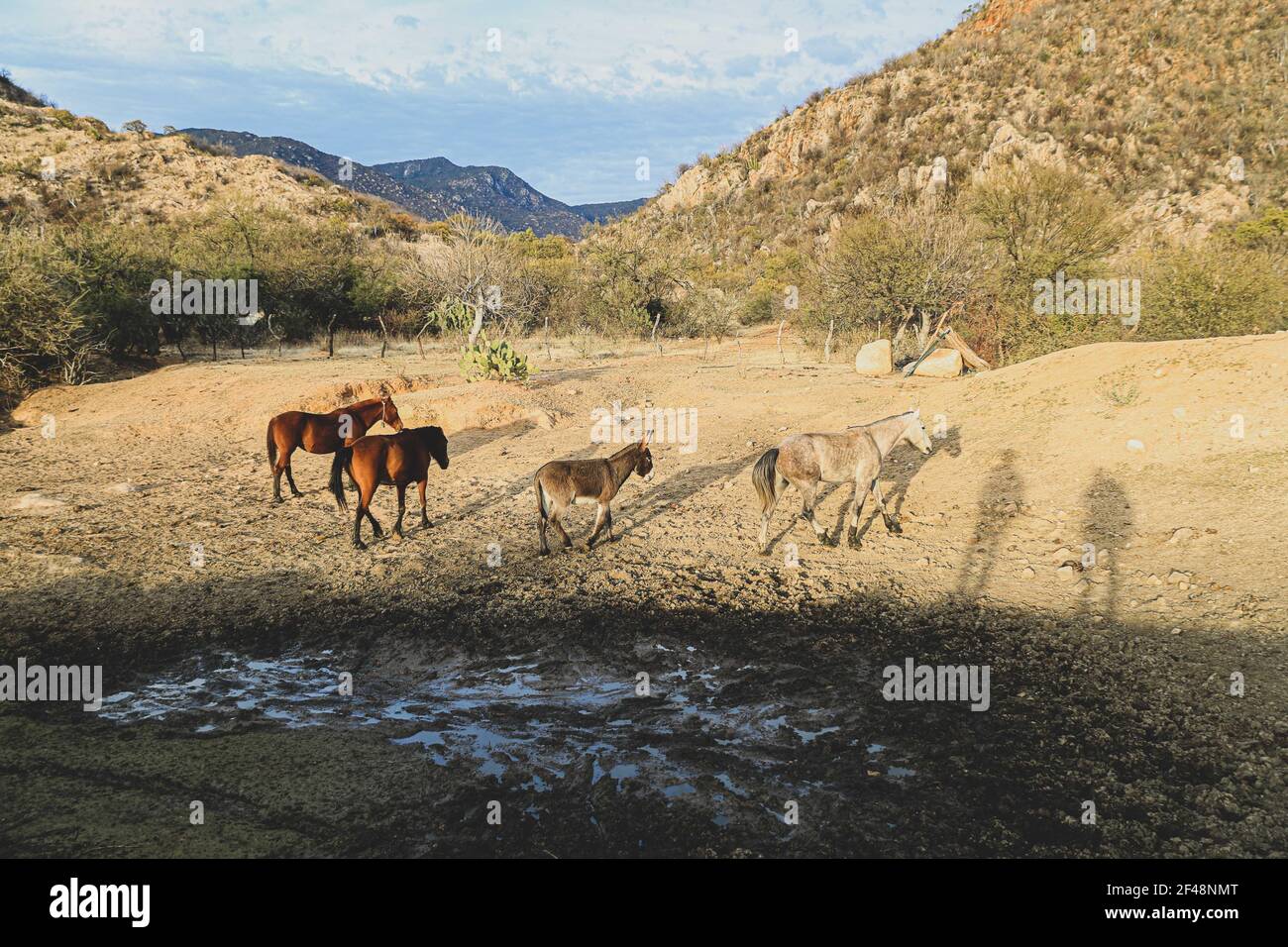 Donkey Colt High Resolution Stock Photography and Images - Alamy