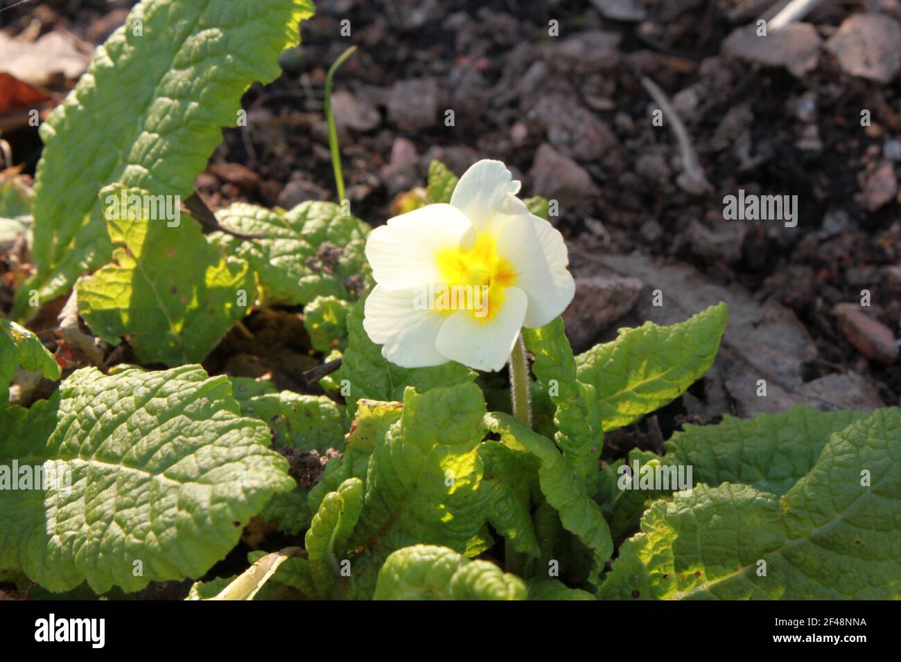 Primroses in full bloom hi-res stock photography and images - Alamy