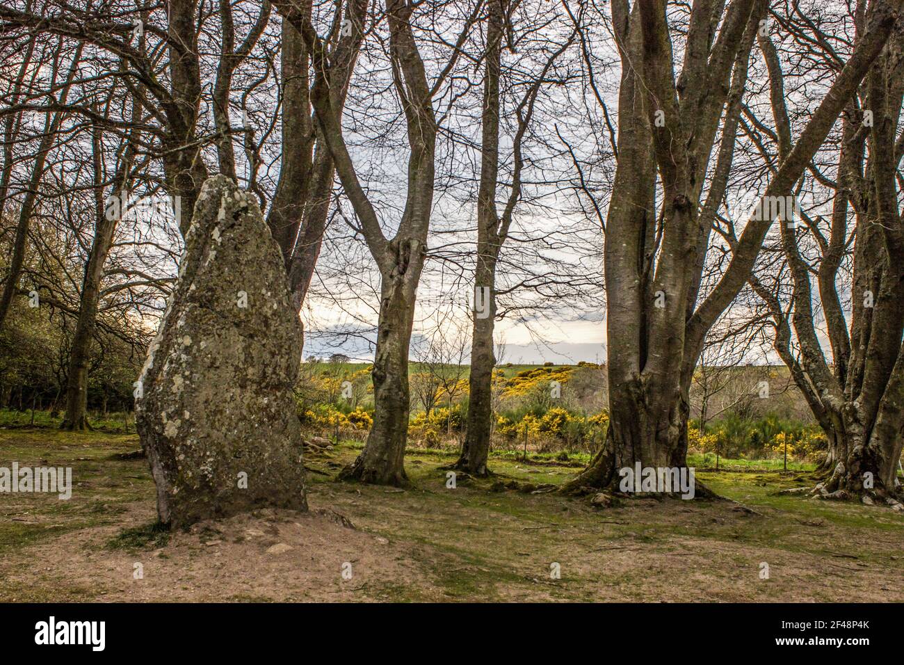 Ritual grove hi-res stock photography and images - Alamy