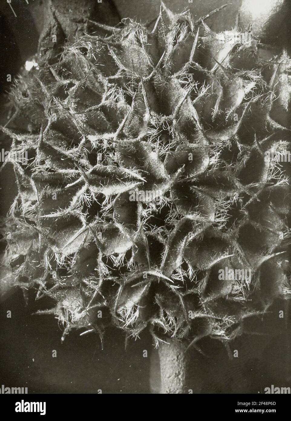 Black Nettle, God Detailed (Ballota Acuta Stock Photo - Alamy