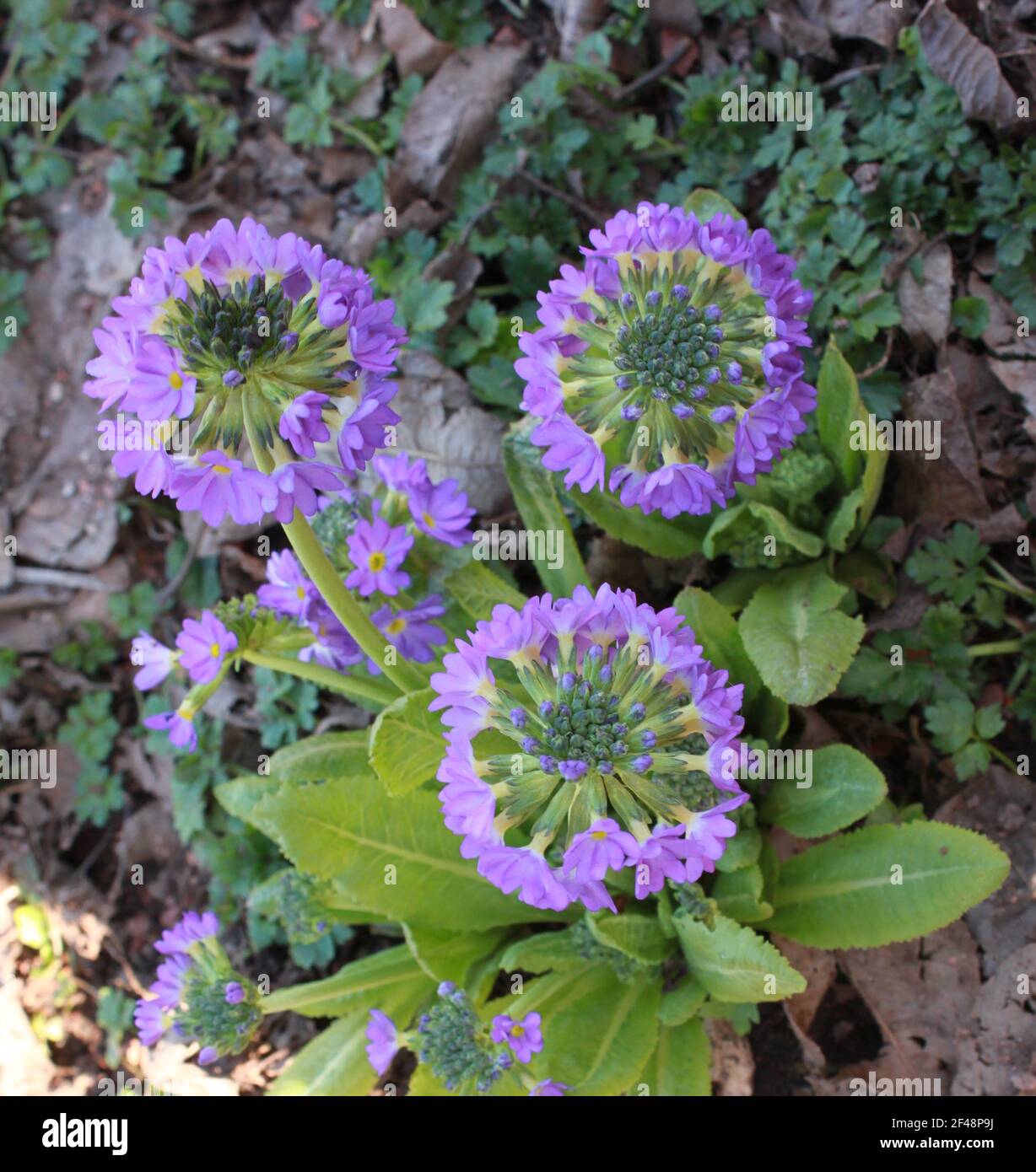 Beautiful blooms hi-res stock photography and images - Alamy