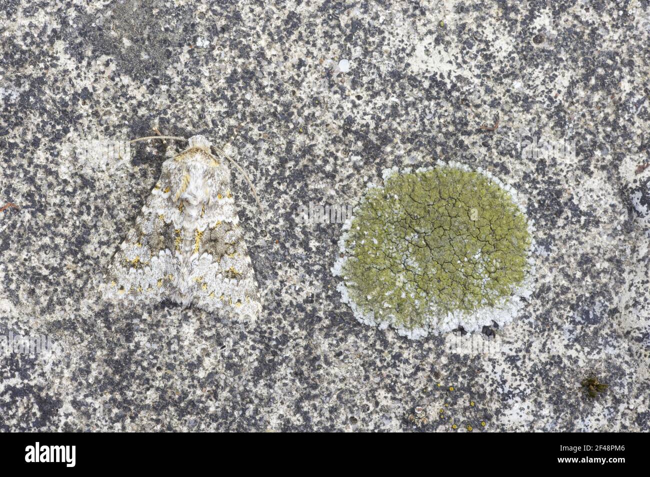 Small Ranunculus - Red Data Book Species Hecatera dysodea Essex, UK ...