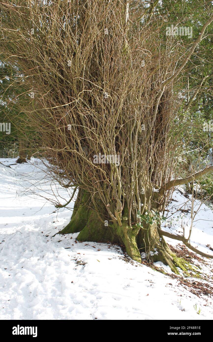 Best winter hikes hi-res stock photography and images - Alamy