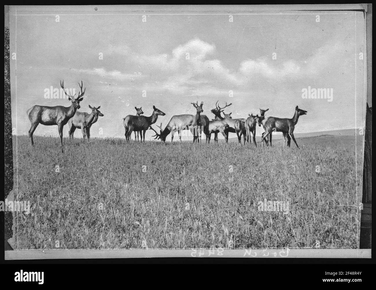Feature fire Black and White Stock Photos & Images - Alamy