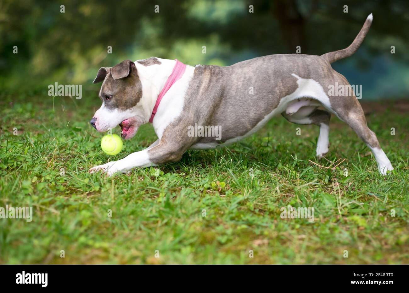 Bull terrier chasing ball hi-res stock photography and images - Alamy