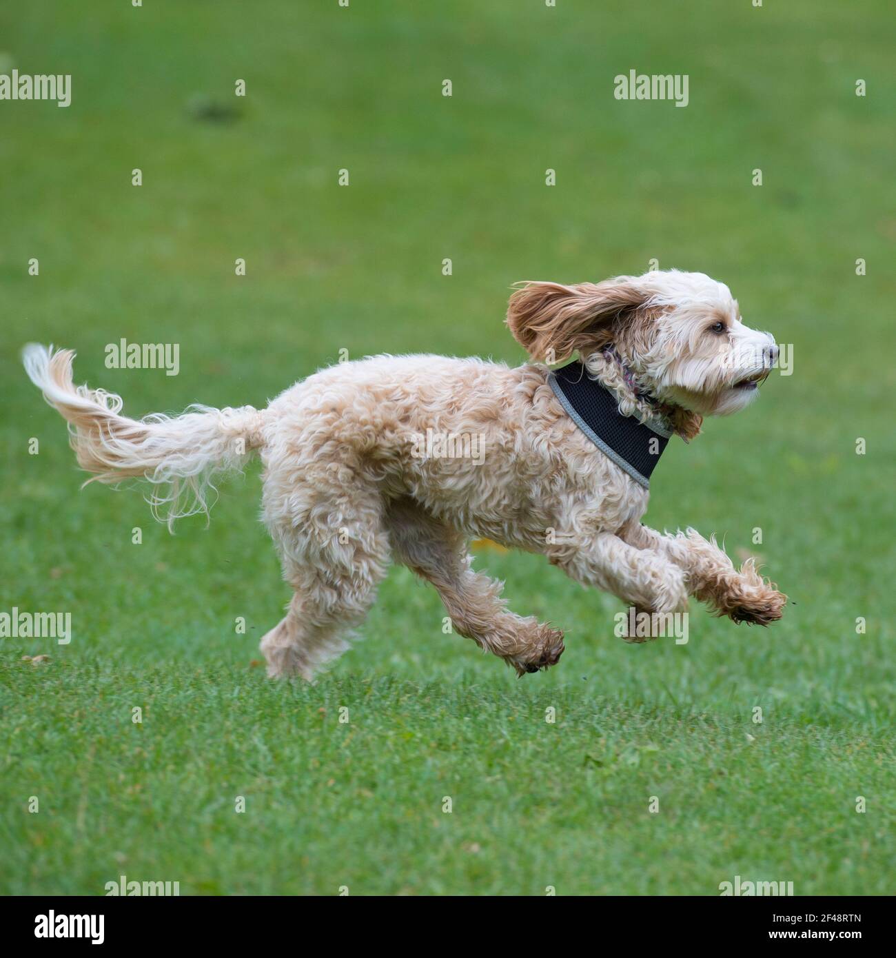 Cockapoo puppy running hi-res stock photography and images - Alamy