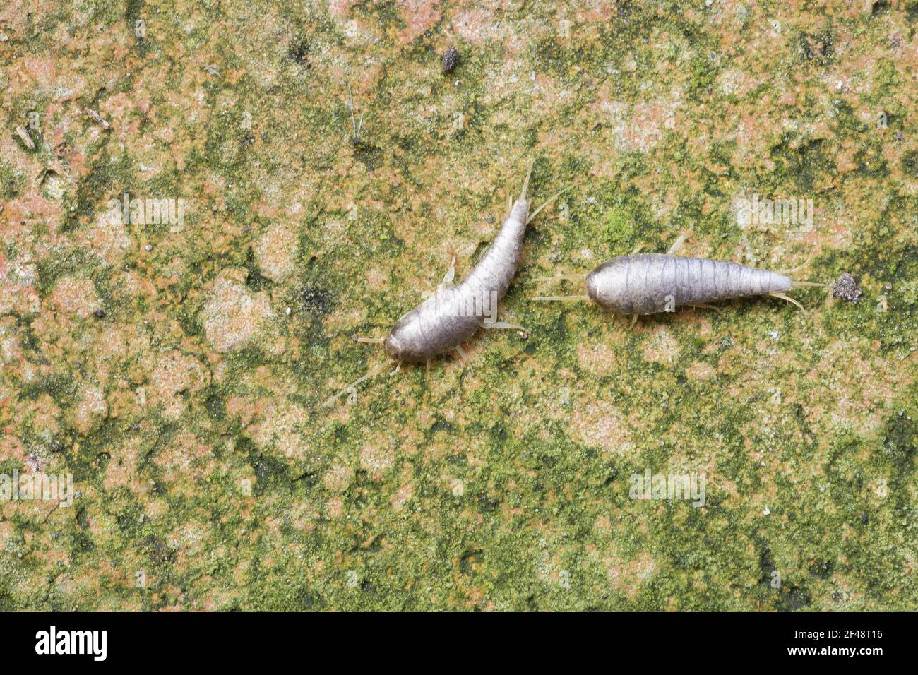 Silverfish hi-res stock photography and images - Alamy