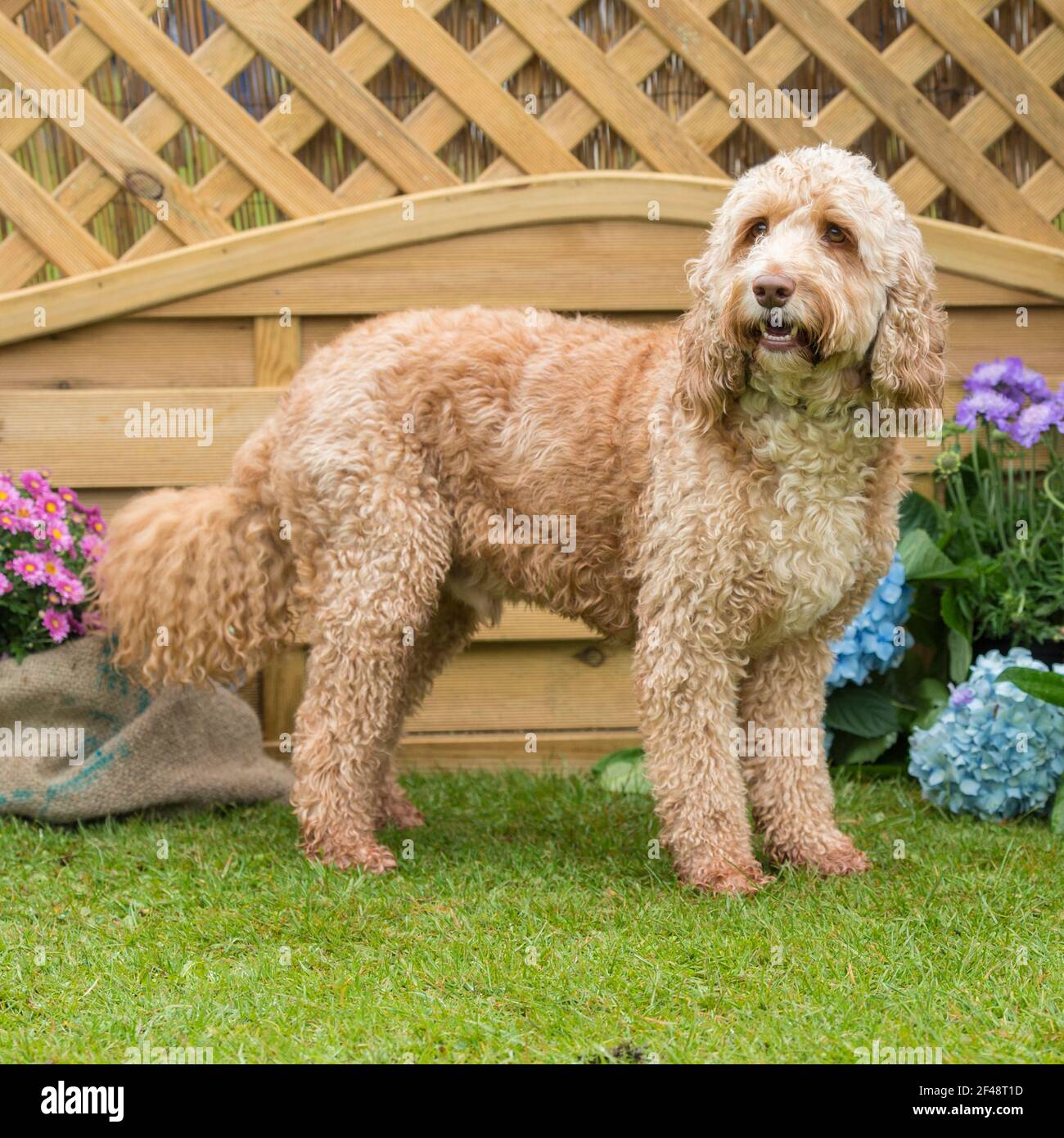Cockapoo side view hi-res stock photography and images - Alamy