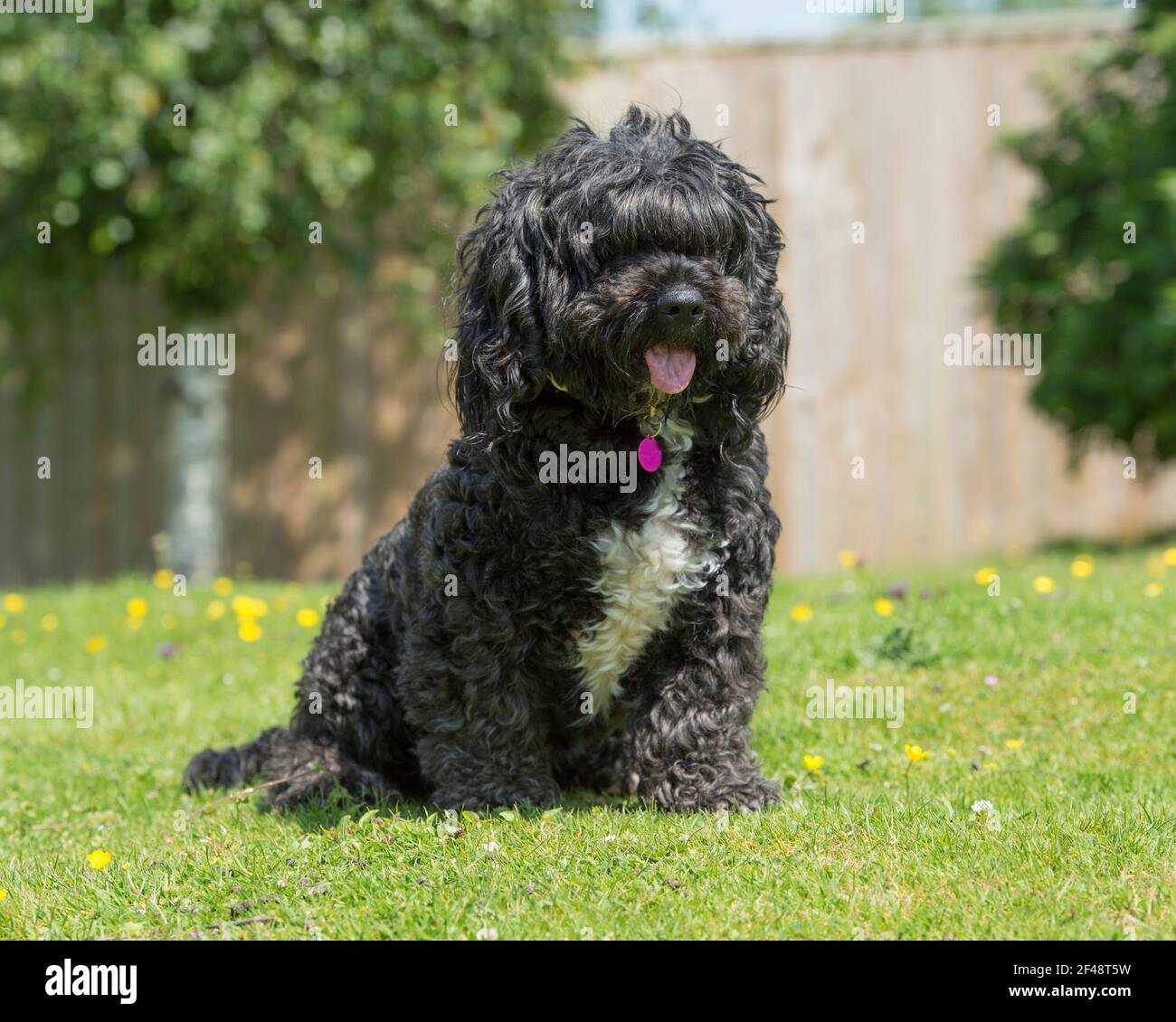 Cockapoo Side View High Resolution Stock Photography and Images - Alamy