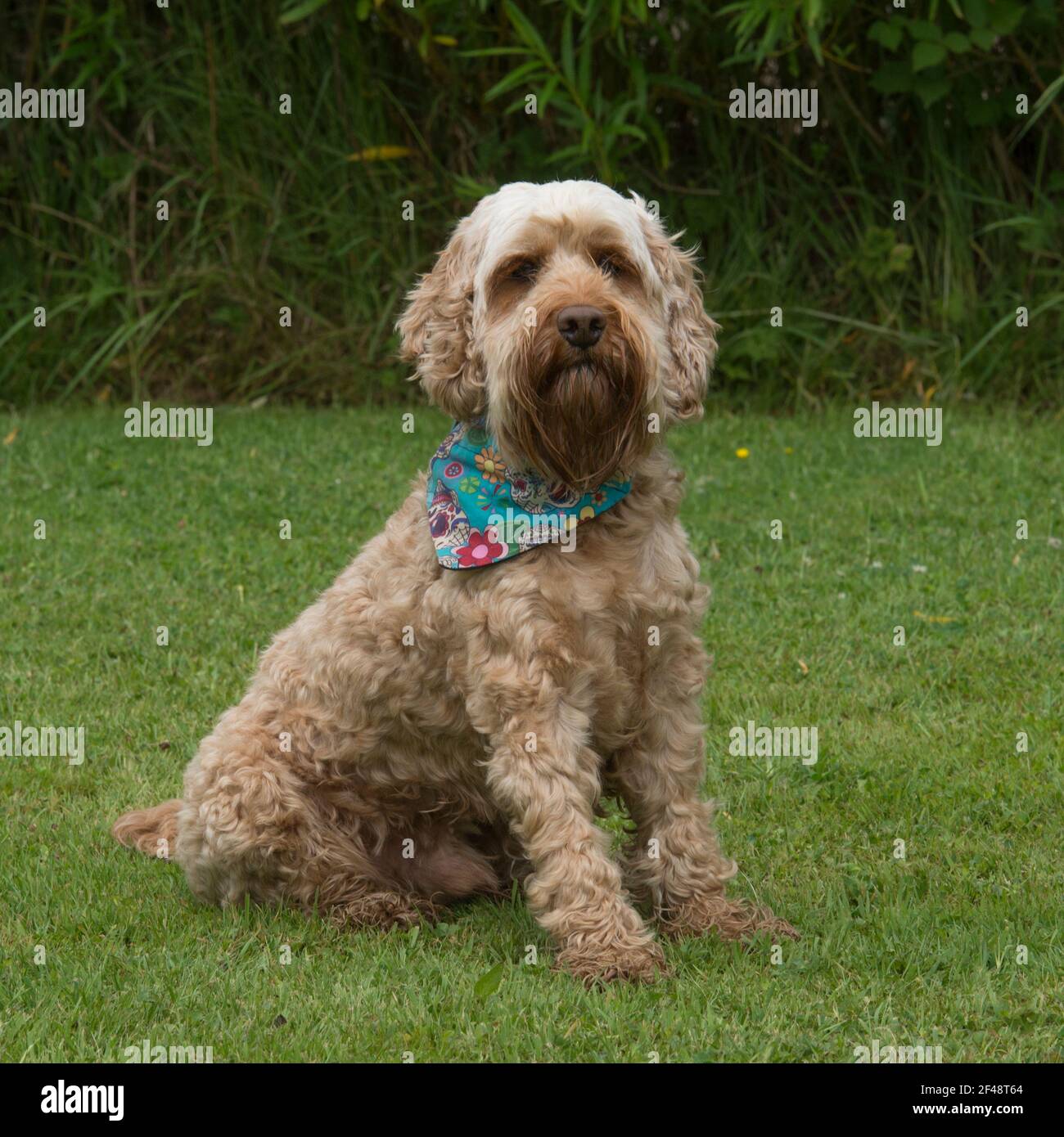 Cockapoo side view hi-res stock photography and images - Alamy