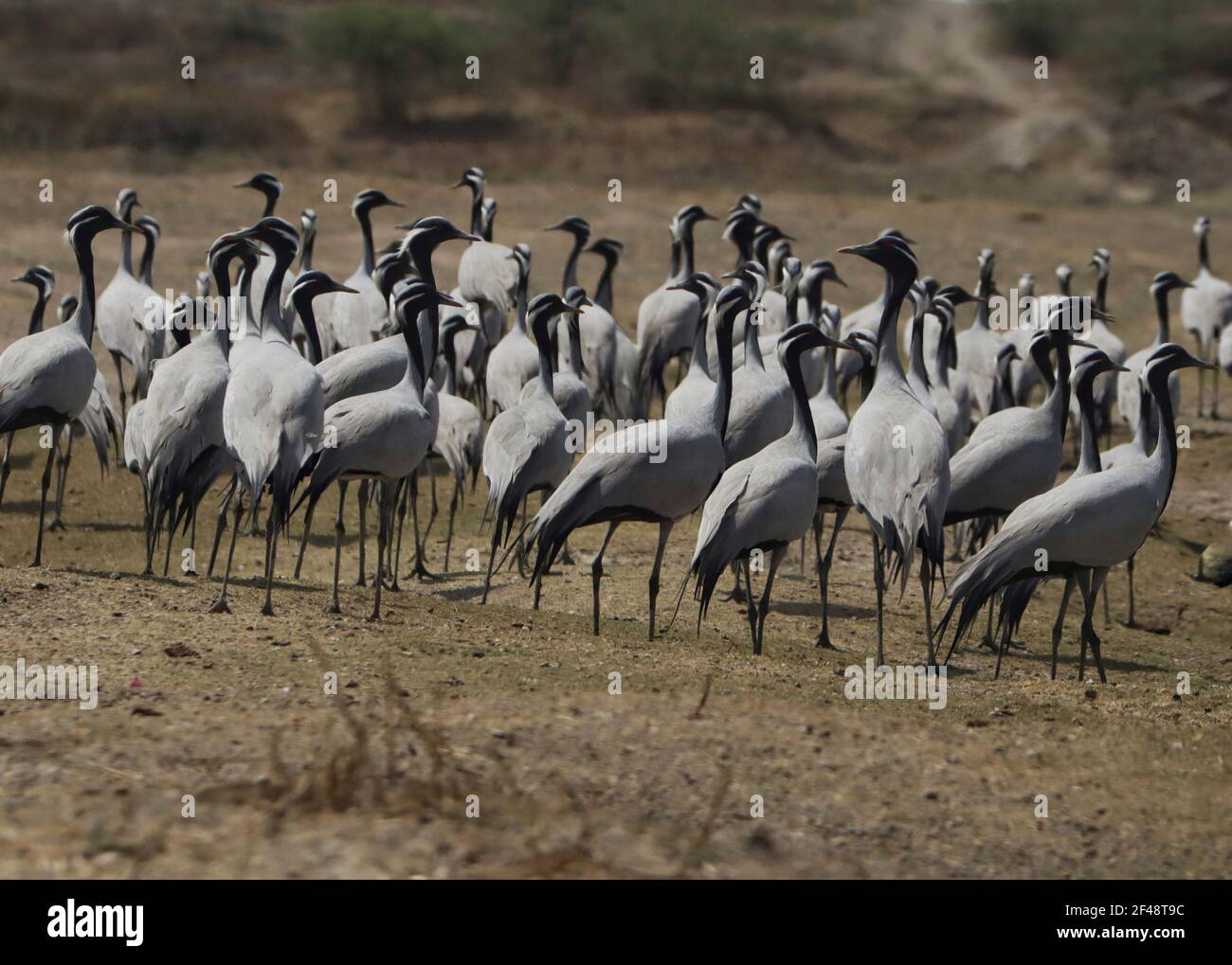 A flock of wild Demoiselle Cranes on a field against a blurred ...