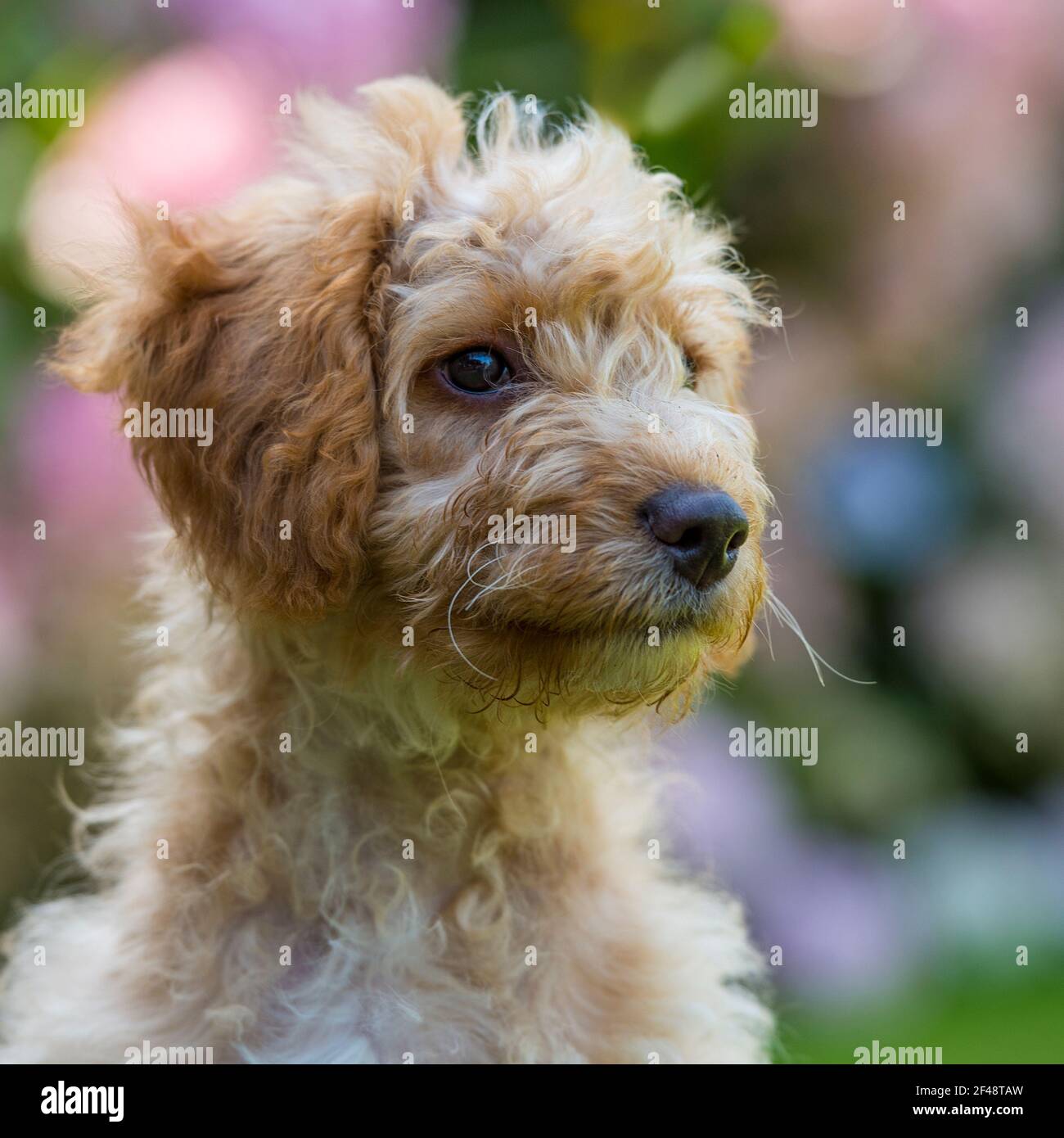 Cockapoo Side View High Resolution Stock Photography and Images - Alamy