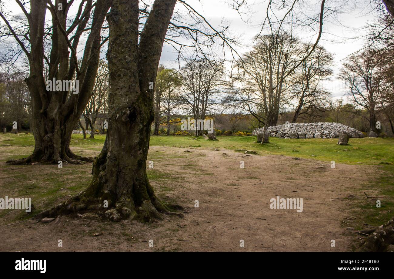 A Grove of Mature Elm Trees, surrounding the Prehistoric Burial Cairns ...