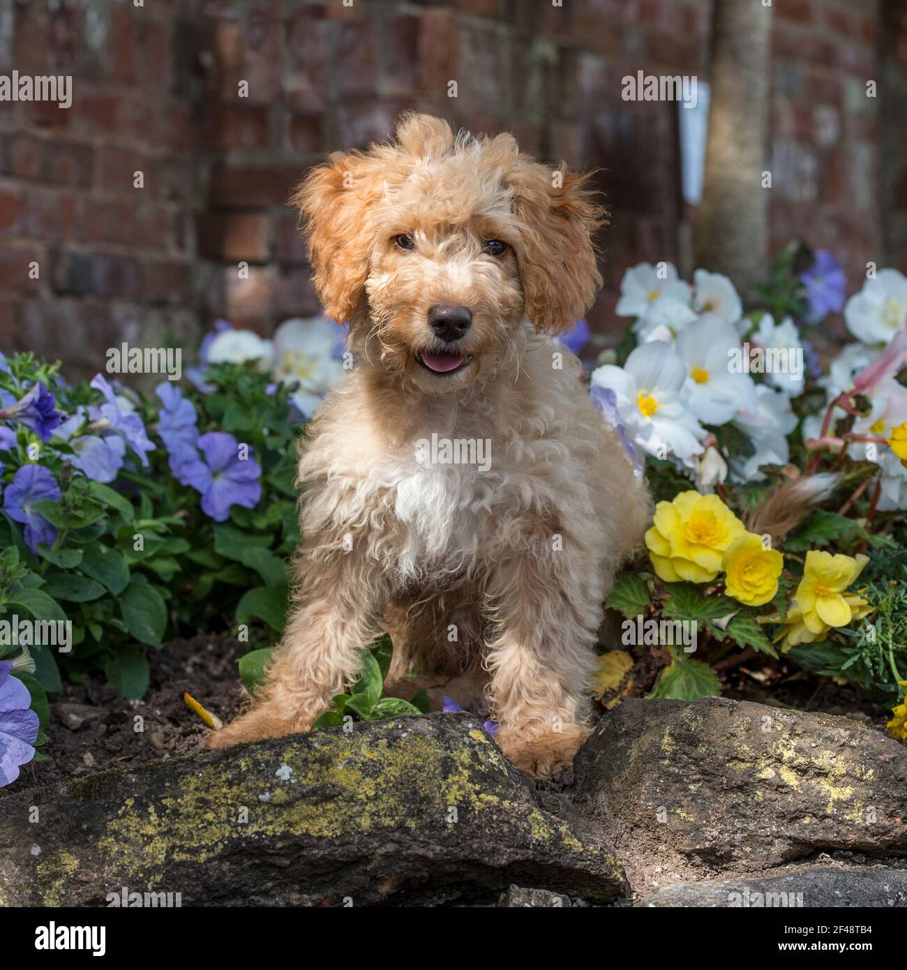 Cockapoo Side View High Resolution Stock Photography and Images - Alamy