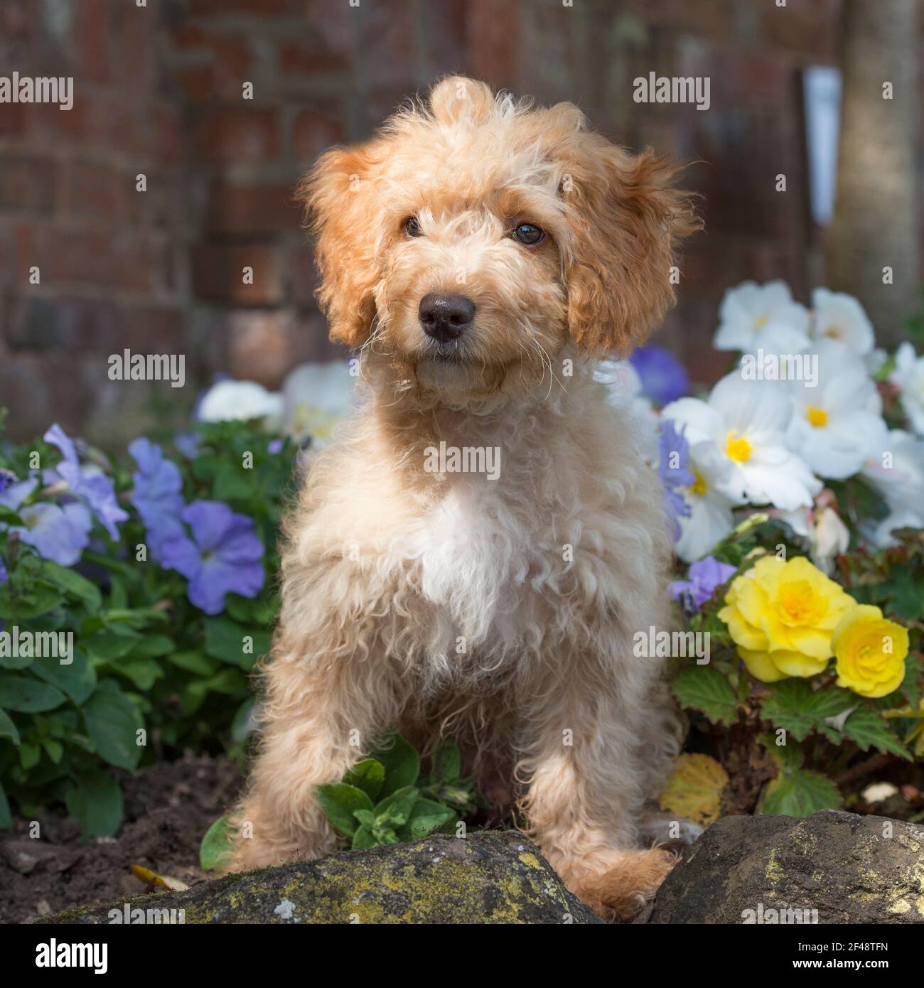 Cockapoo Side View High Resolution Stock Photography and Images - Alamy