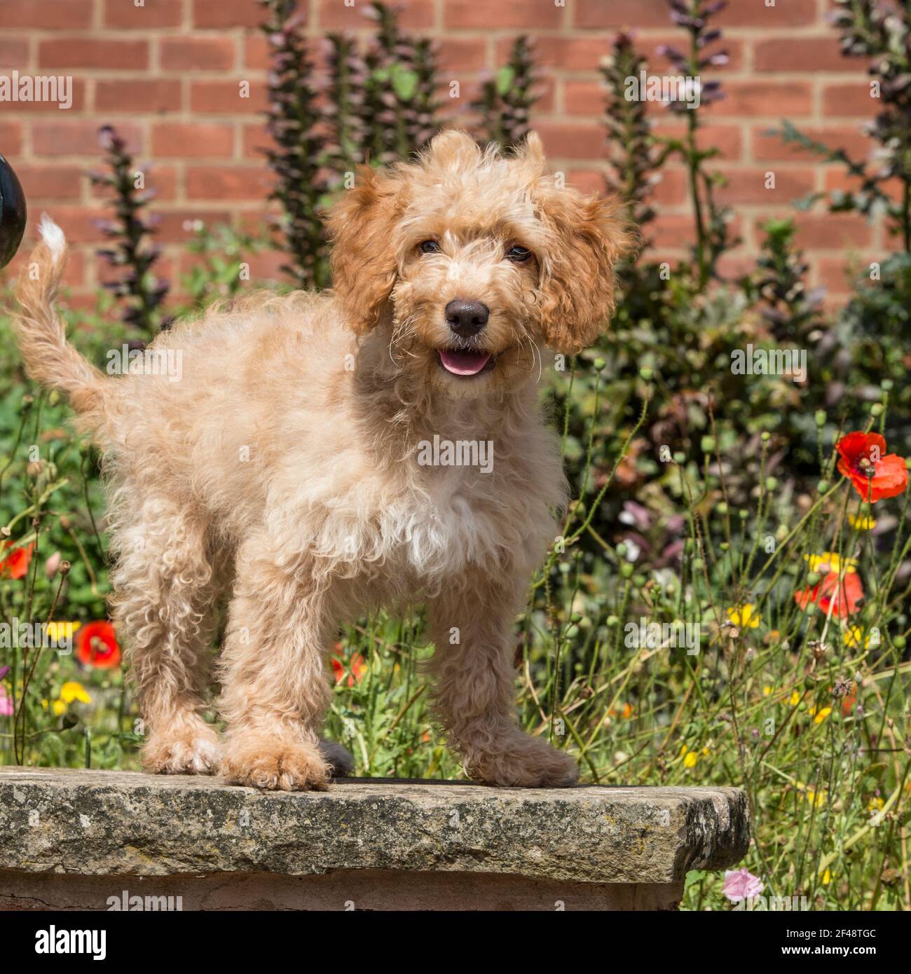 Cockapoo Side View High Resolution Stock Photography and Images - Alamy