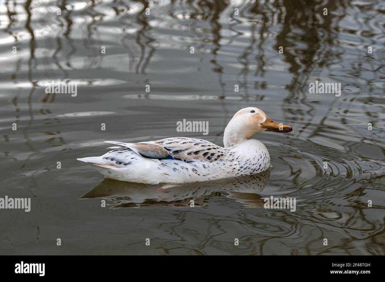 Leucistic mallard duck with lighter pigmentation. Leucism is a common ...