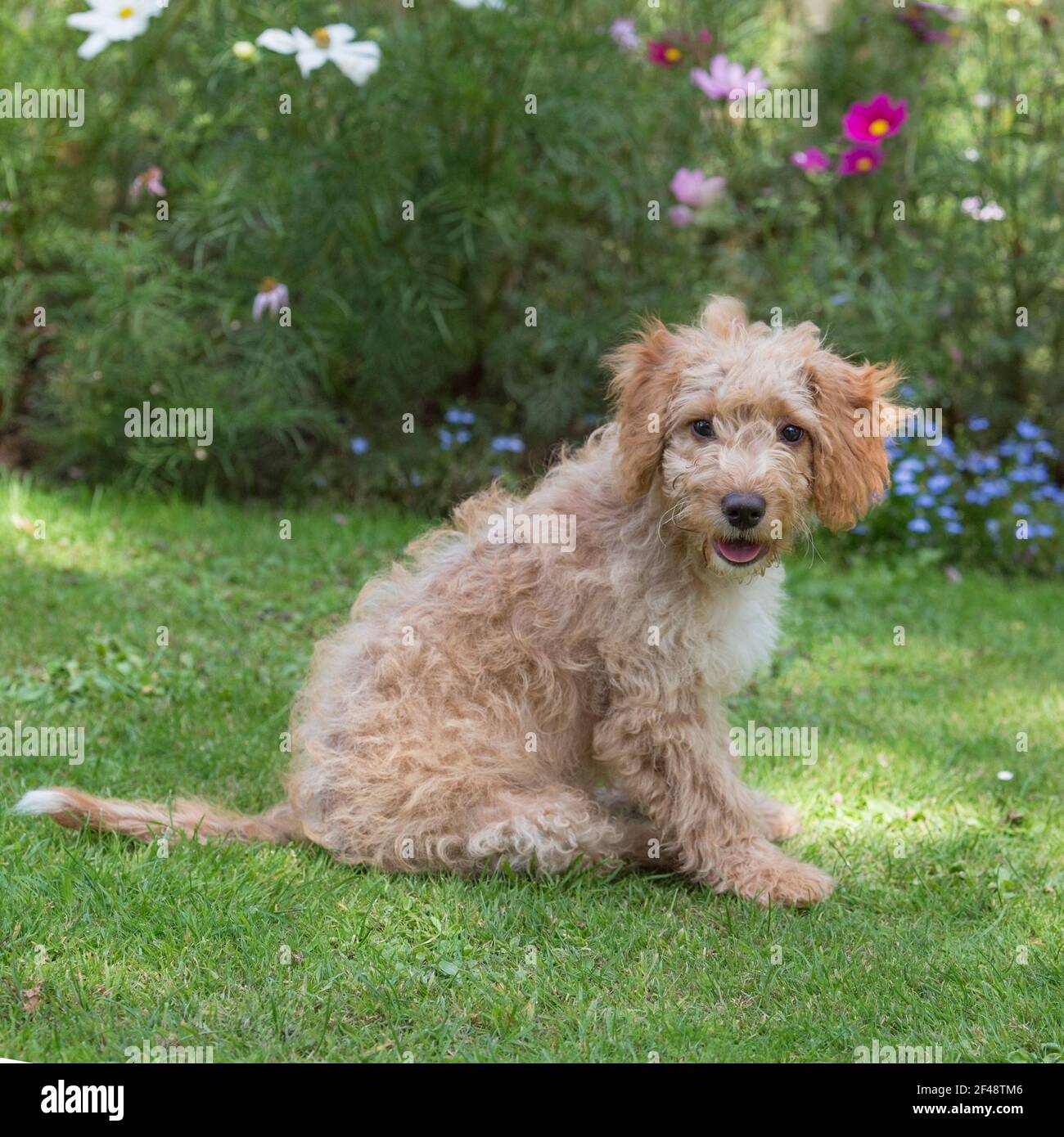 Cockapoo side view hi-res stock photography and images - Alamy