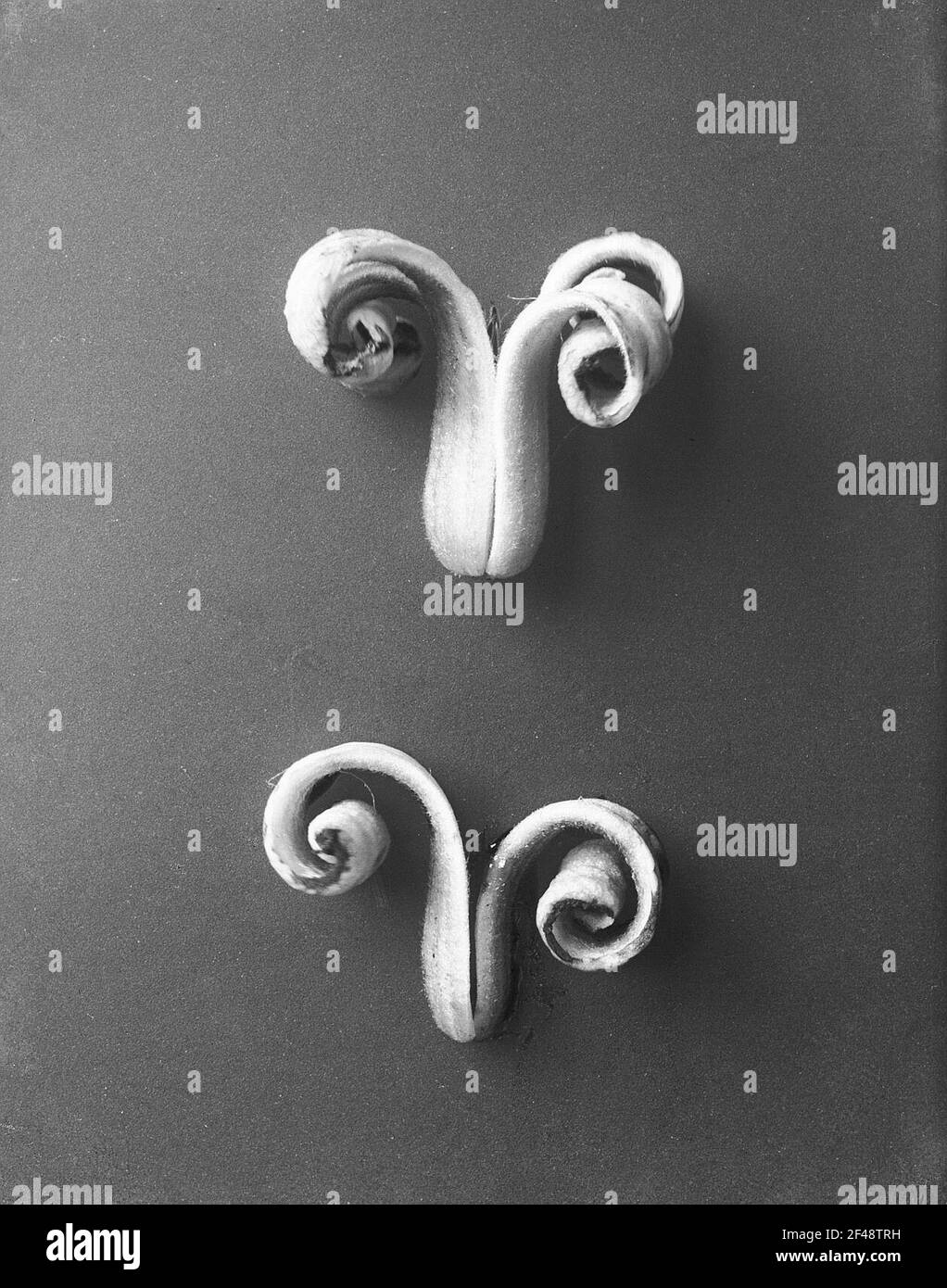 Classification of plants and systems Black and White Stock Photos ...