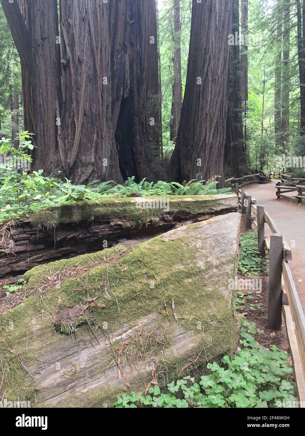 A vertical shot of giant sequoia redwood trees and ferns in Muir Woods ...