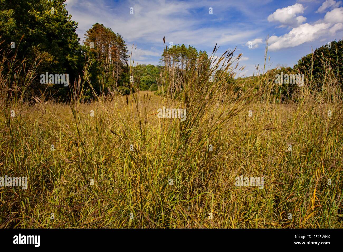 Big bluestem grass hi-res stock photography and images - Alamy