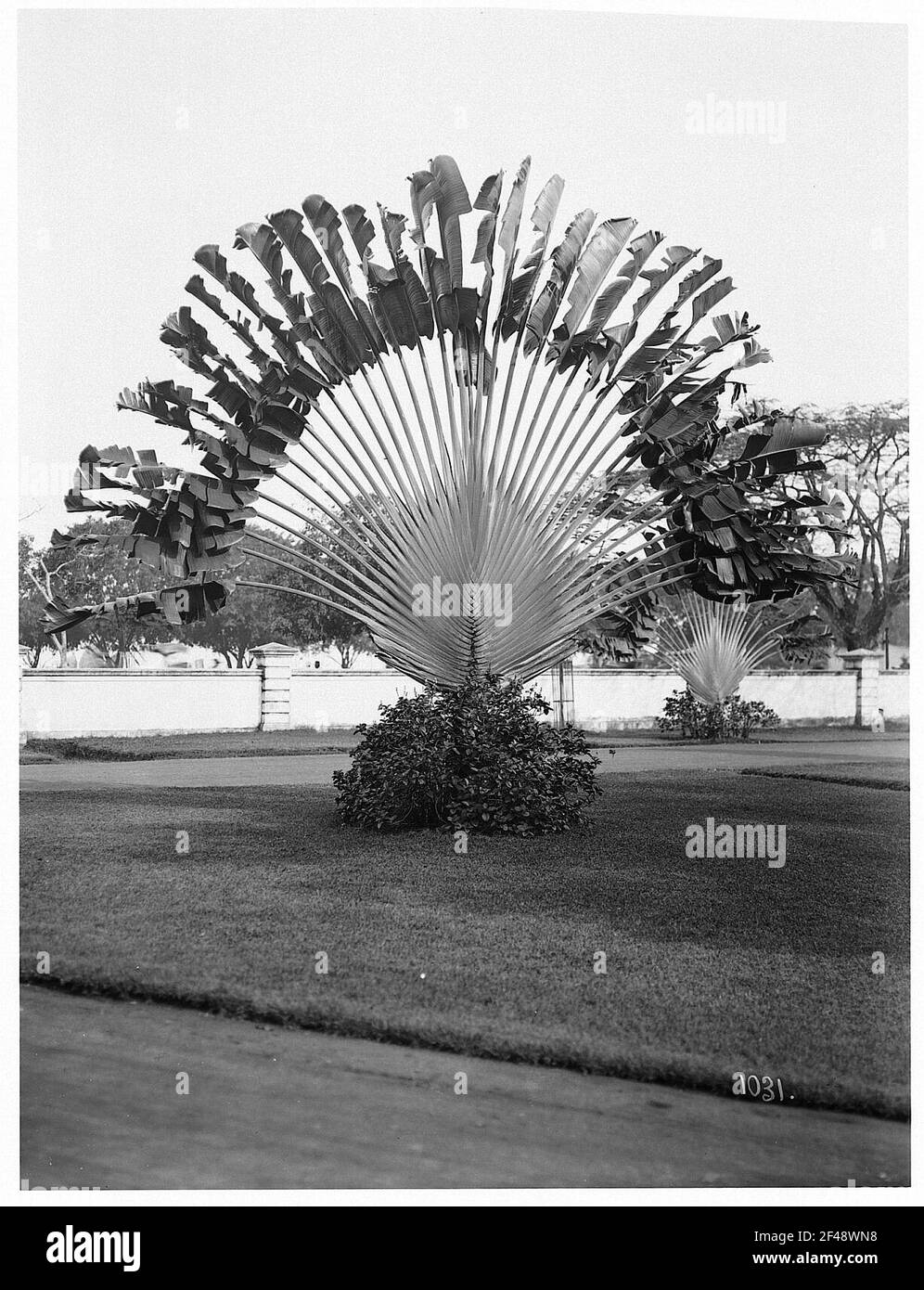 Johor Bahru (near Singapore): Tree of the travelers Stock Photo - Alamy