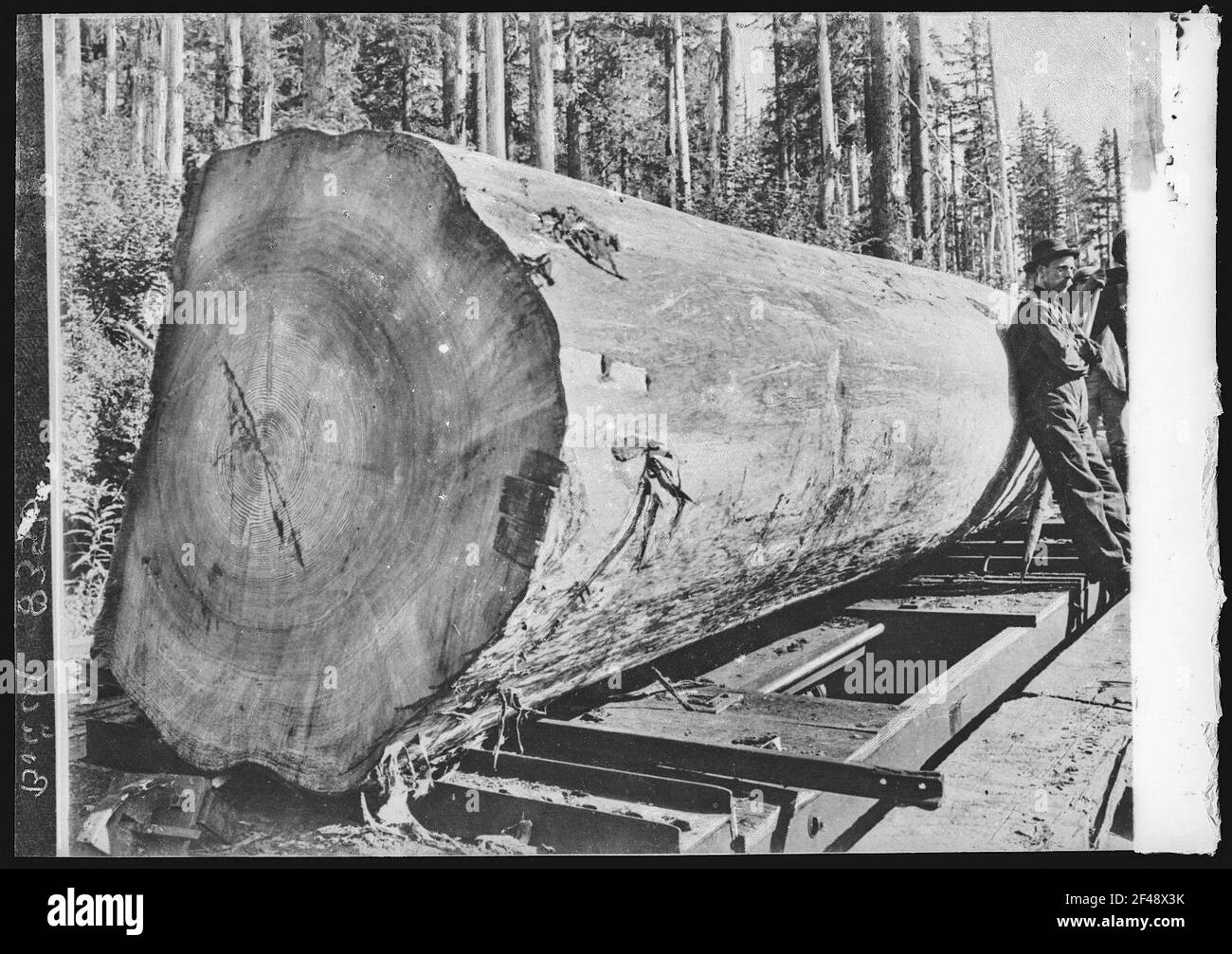 Oregon. An Oregon " Big Stick Stock Photo - Alamy