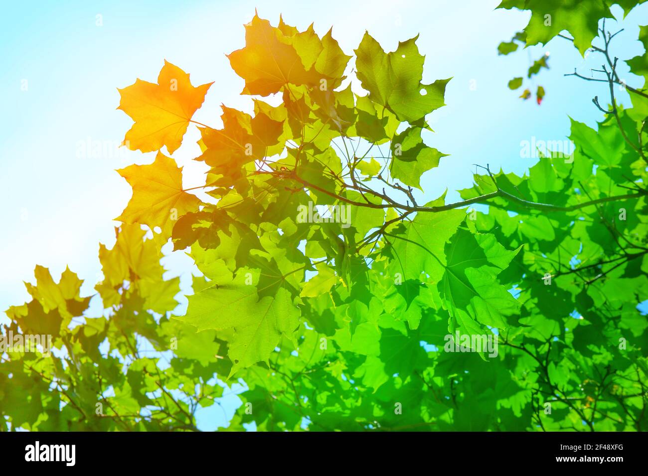 Maple leaves on the blue sky background. Sunlight shines through the ...