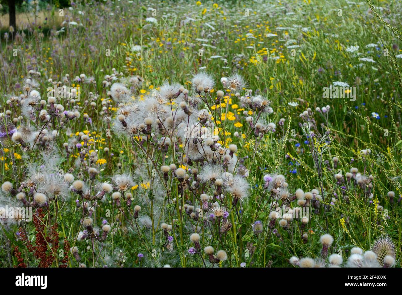 Many field thistle with seeds in a flower meadow Stock Photo - Alamy