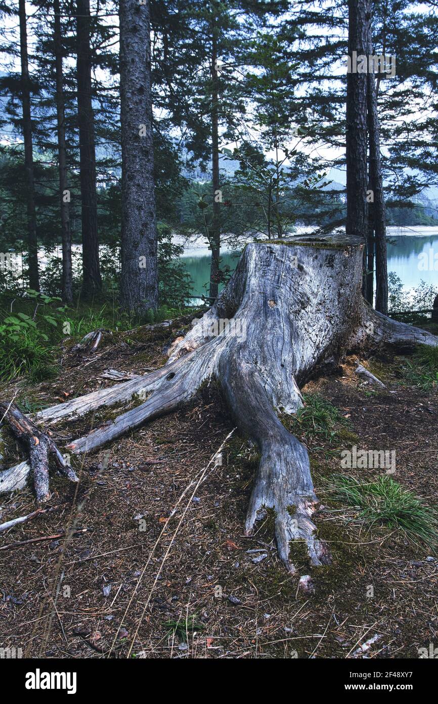 Wildlife cut tree hi-res stock photography and images - Alamy