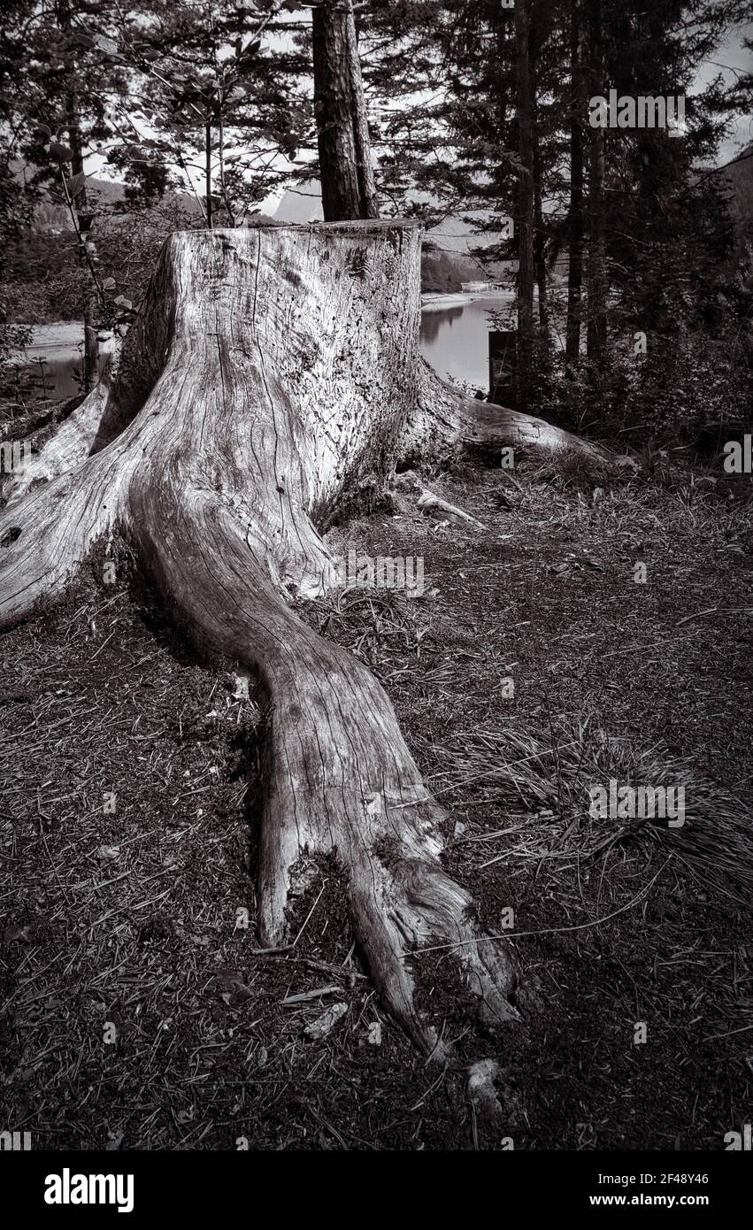 Wildlife cut tree hi-res stock photography and images - Alamy