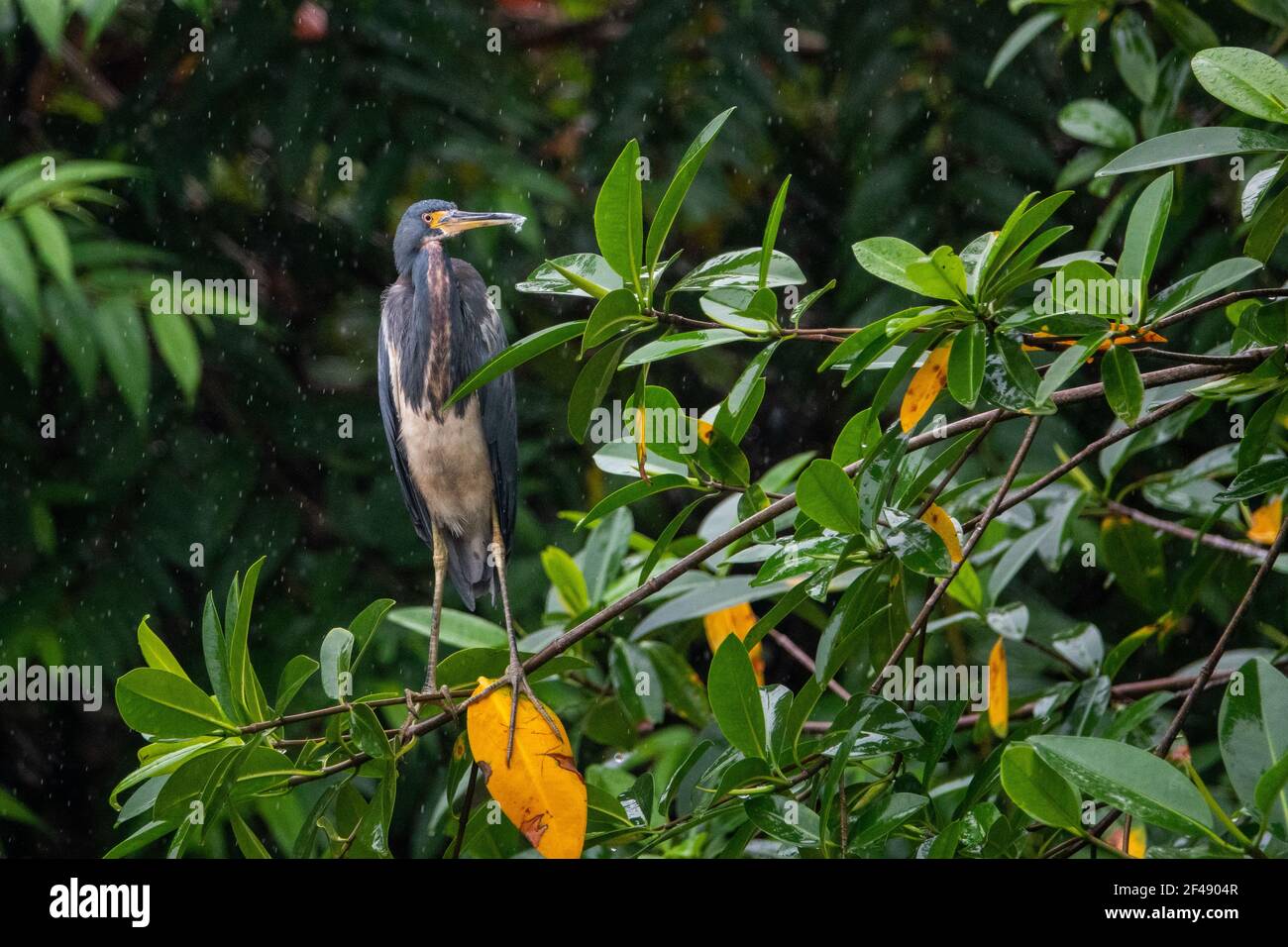 Agami bird hi-res stock photography and images - Alamy