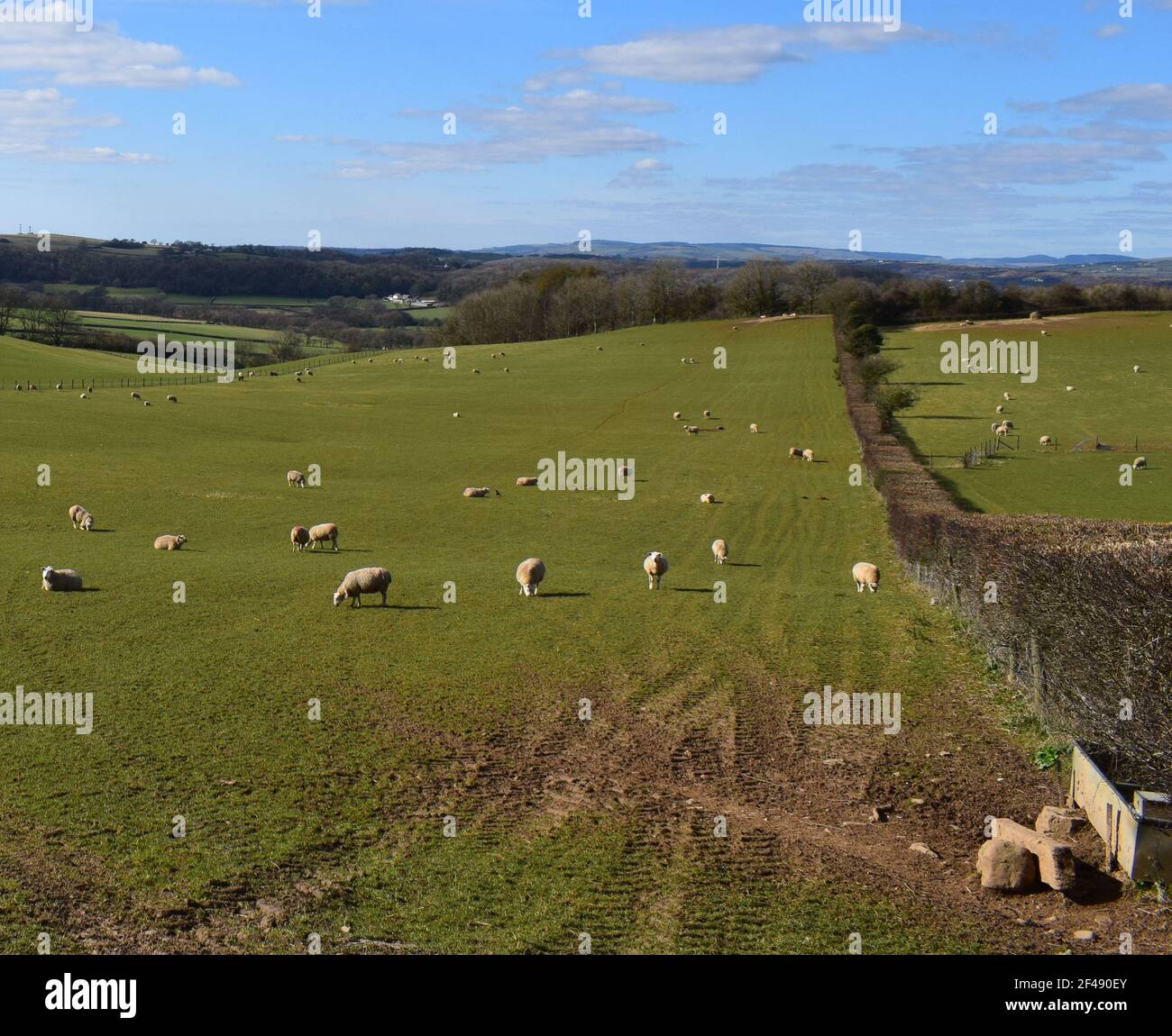Sheep tracks hi-res stock photography and images - Alamy