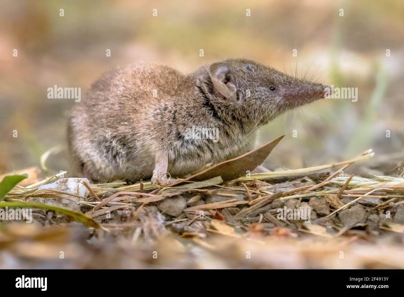 Lesser white-toothed shrew (Crocidura suaveolens) in natural habitat ...