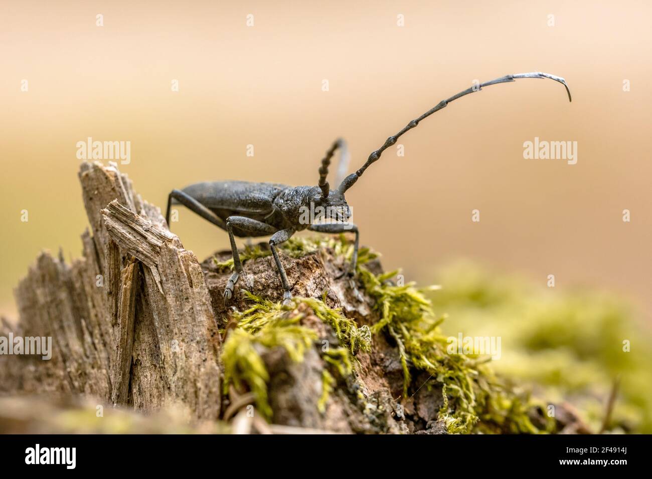 Great capricorn beetle (Cerambyx cerdo) famous insect on old dead wood ...