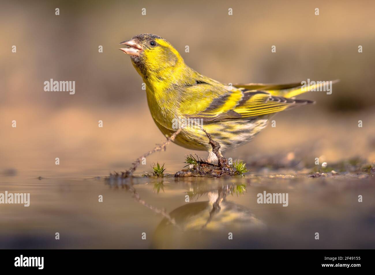 Shallow pond with garden bird hi-res stock photography and images - Alamy