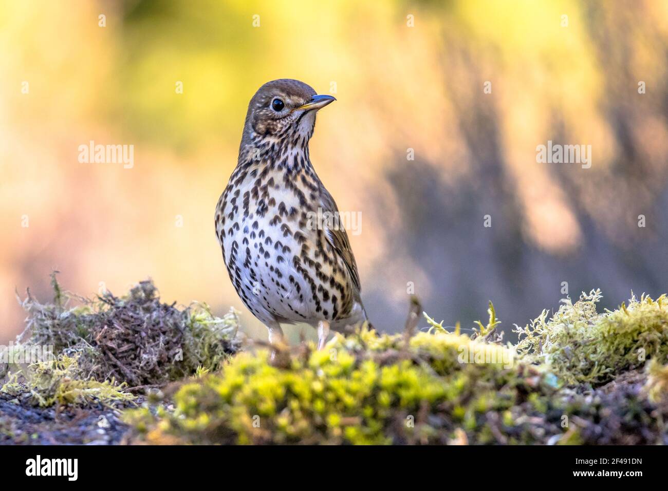 Familiar garden bird hi-res stock photography and images - Alamy