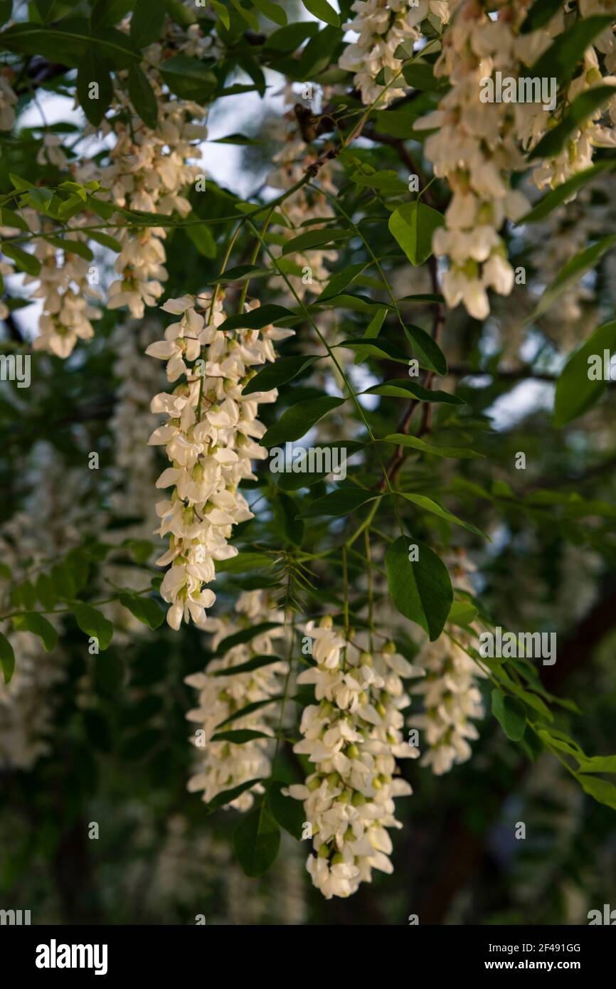 A close up shot of an acacia tree blossom, Moscow, Russia Stock Photo ...