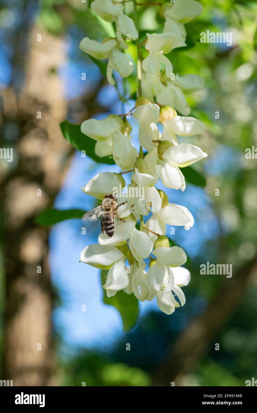 Acacia white flowers hi-res stock photography and images - Alamy